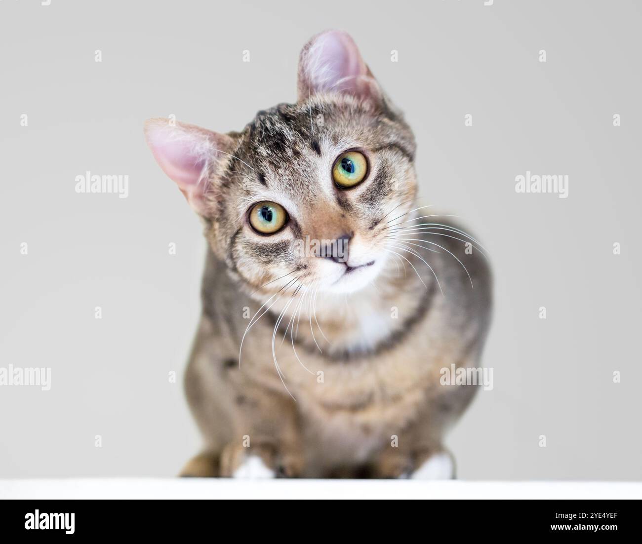Feral cat ear tip hi-res stock photography and images - Alamy