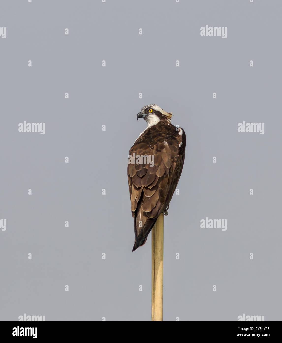 osprey historically known as sea hawk, river hawk, and fish hawk, is a ...