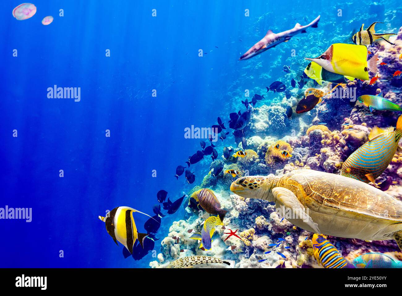 The magnificent underwater world of the Maldives. Omadhoo (Alif Dhaal Atoll Stock Photo - Alamy