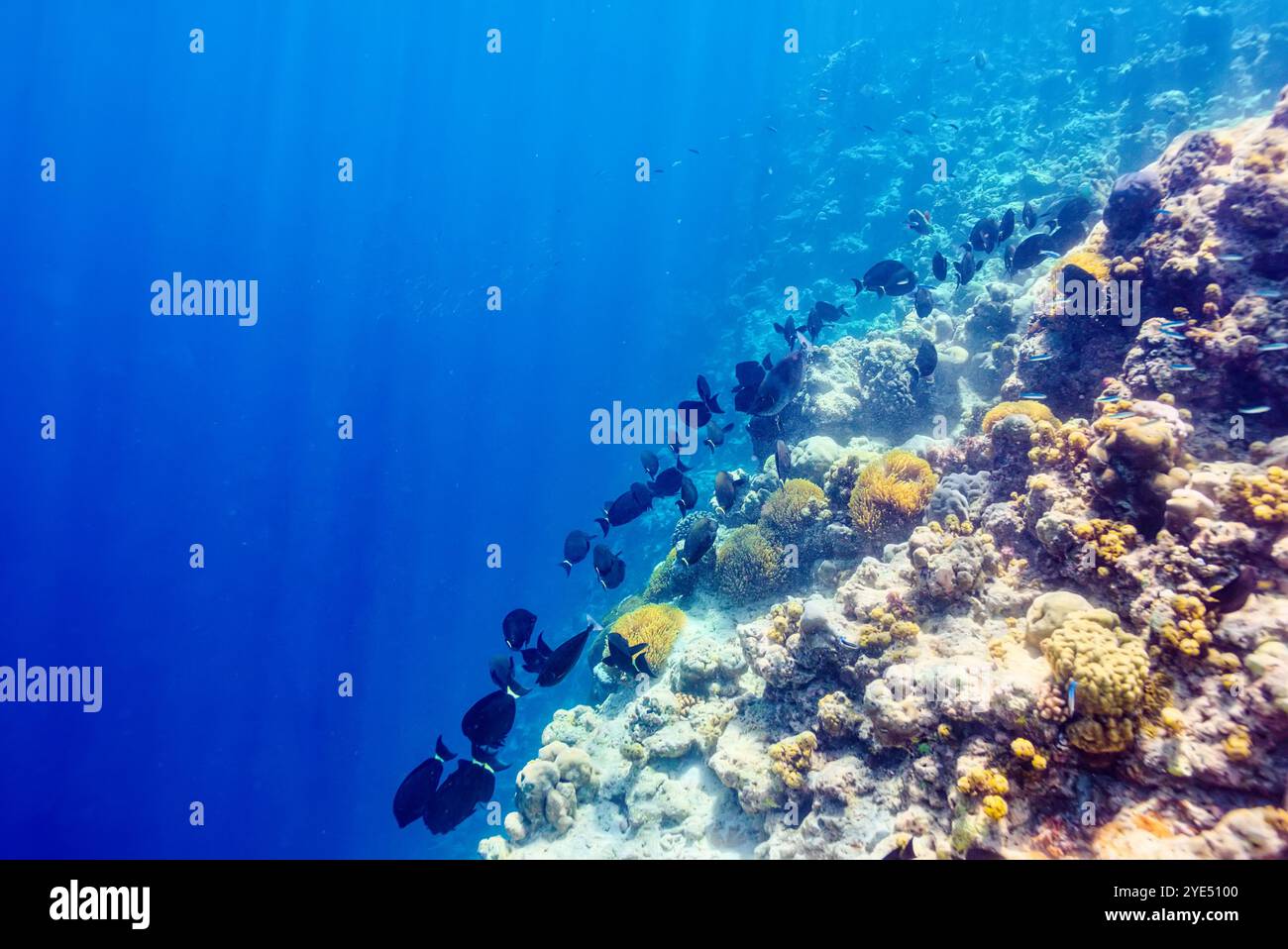 The magnificent underwater world of the Maldives. Omadhoo (Alif Dhaal ...