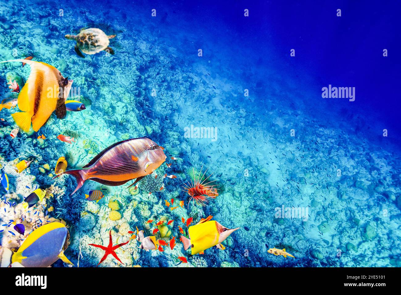 The magnificent underwater world of the Maldives. Omadhoo (Alif Dhaal Atoll Stock Photo - Alamy