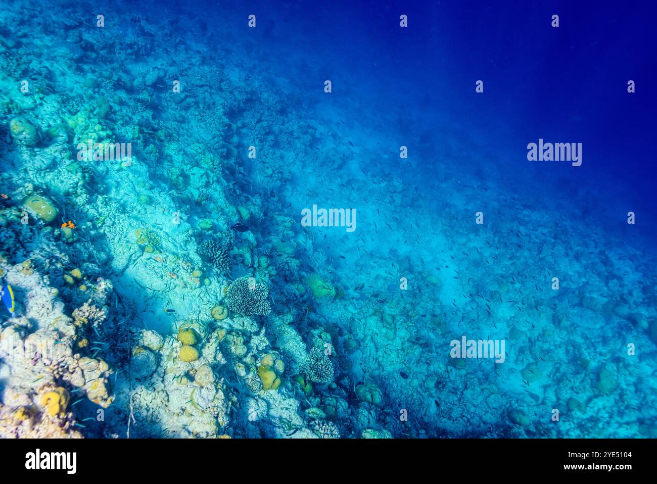 The magnificent underwater world of the Maldives. Omadhoo (Alif Dhaal ...