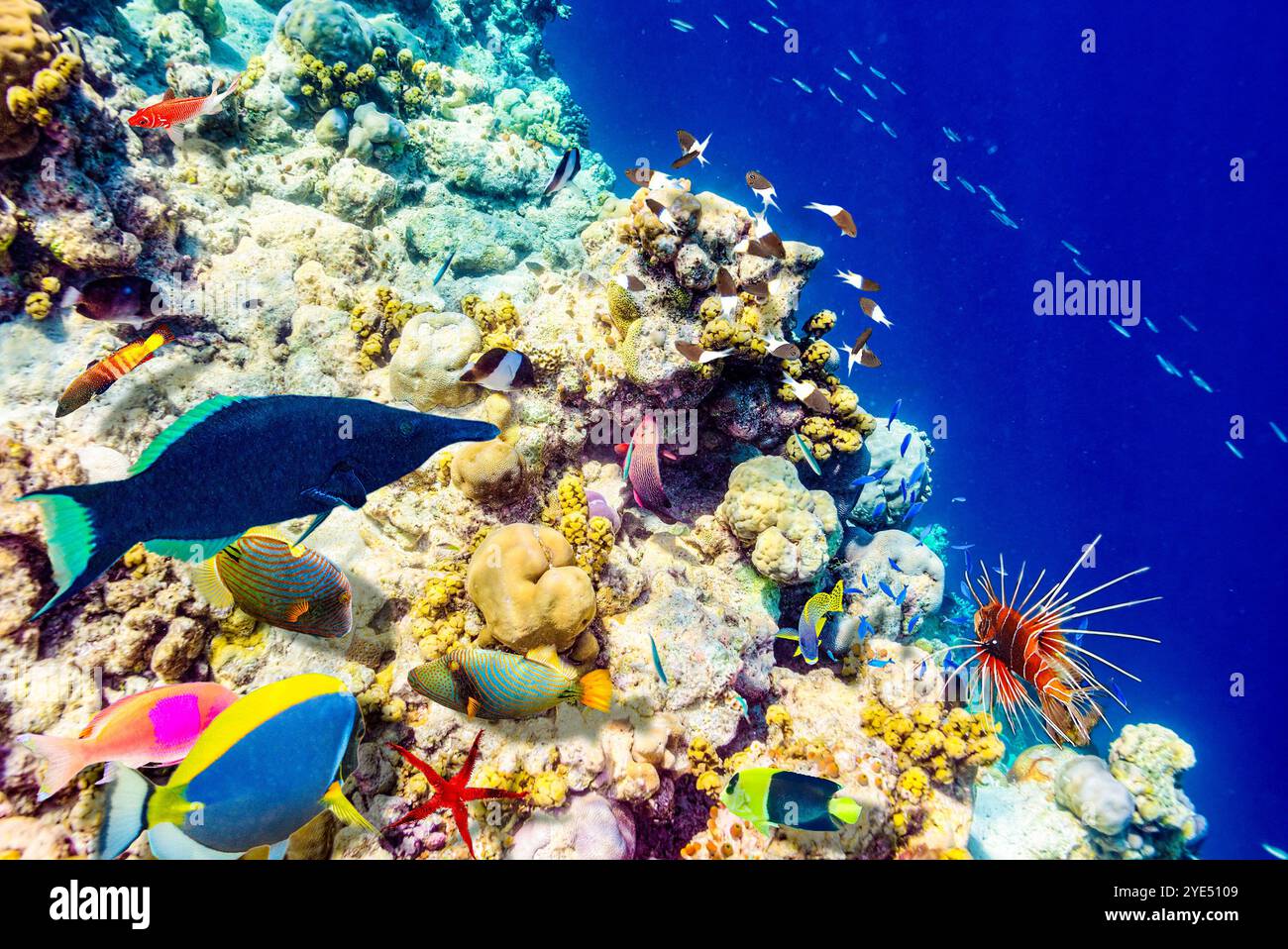 The magnificent underwater world of the Maldives. Omadhoo (Alif Dhaal ...