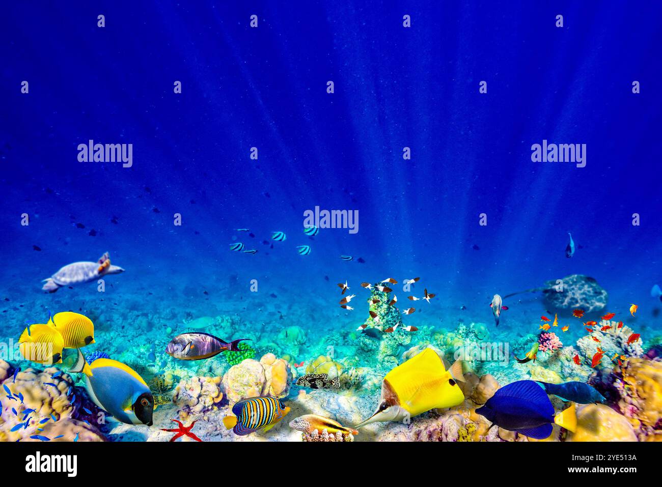 The magnificent underwater world of the Maldives. Omadhoo (Alif Dhaal Atoll Stock Photo - Alamy