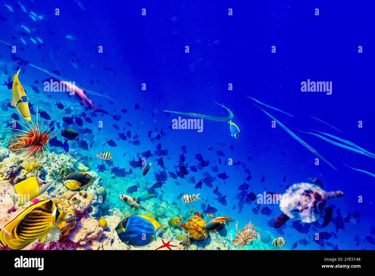The magnificent underwater world of the Maldives. Omadhoo (Alif Dhaal Atoll Stock Photo - Alamy