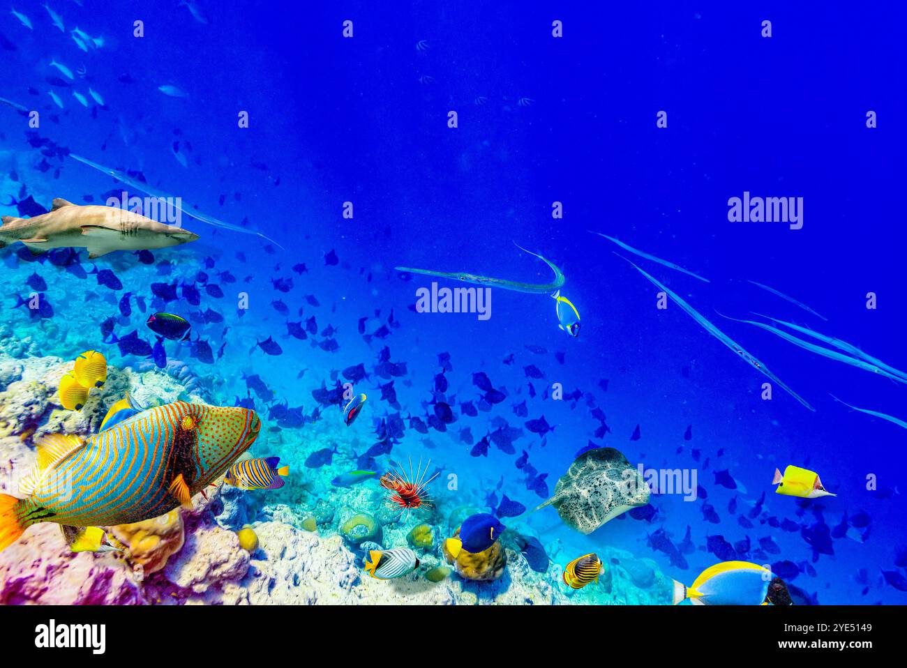 The magnificent underwater world of the Maldives. Omadhoo (Alif Dhaal ...