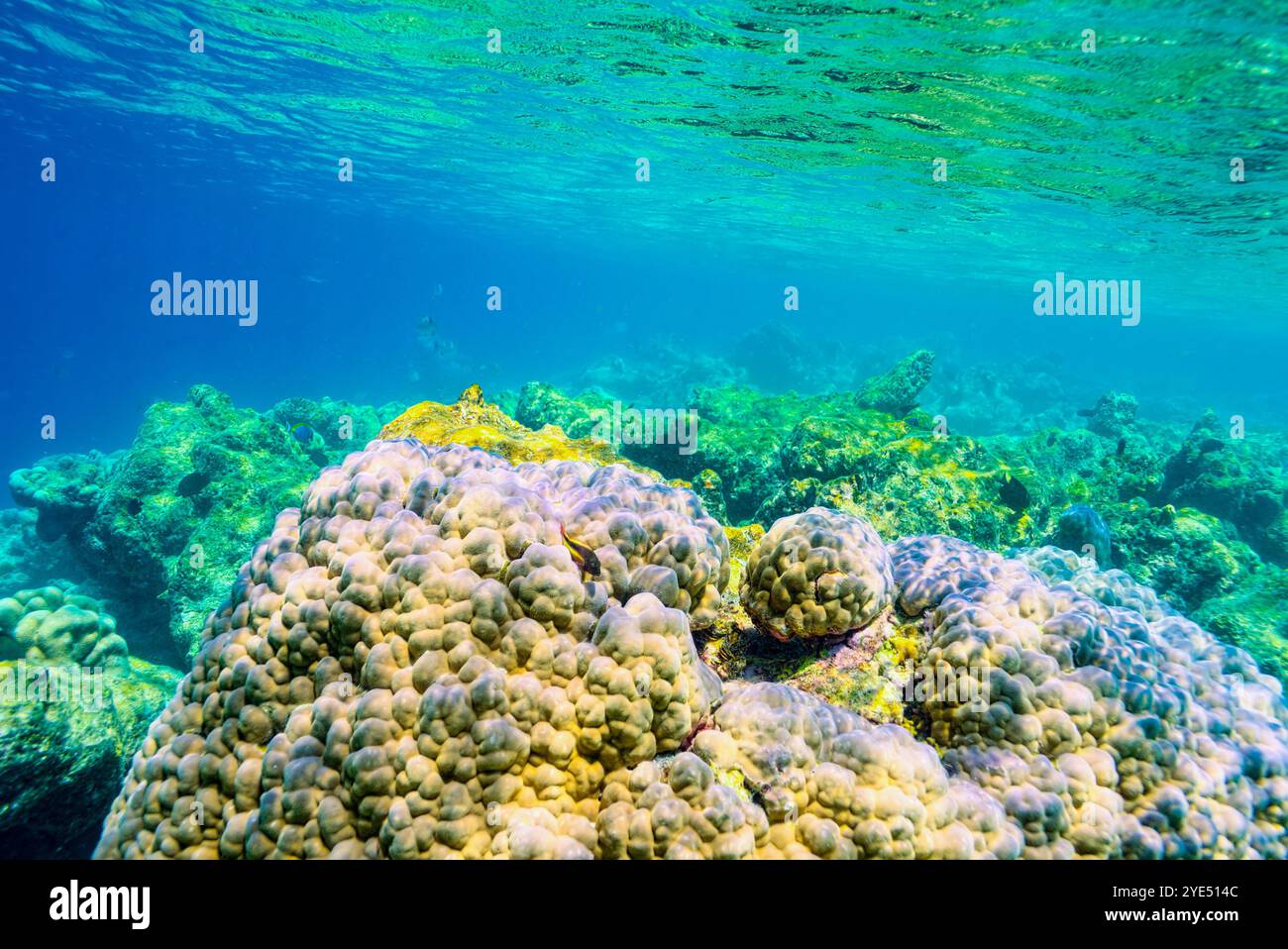 The magnificent underwater world of the Maldives. Omadhoo (Alif Dhaal ...