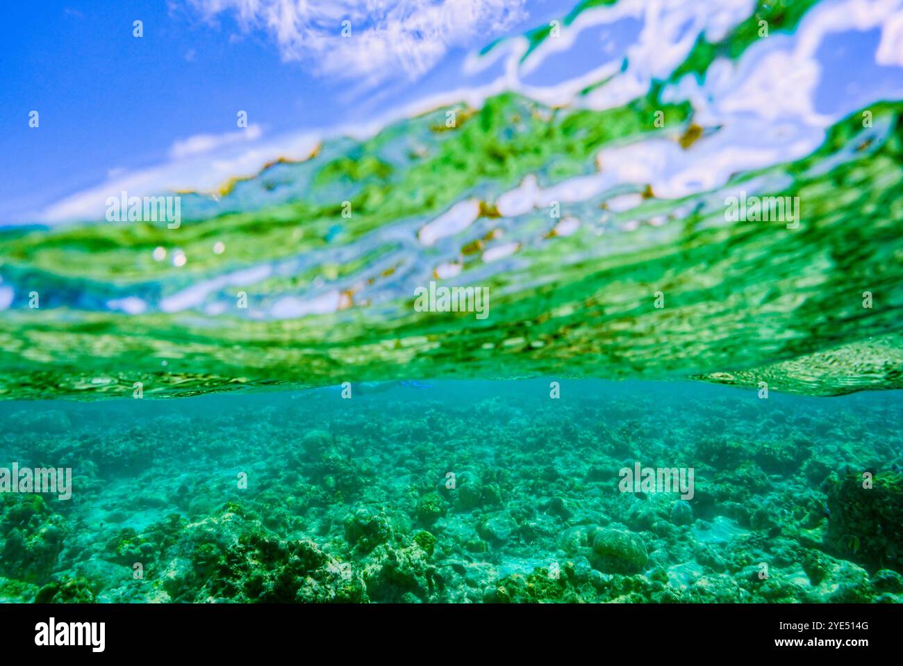 The magnificent underwater world of the Maldives. Omadhoo (Alif Dhaal ...