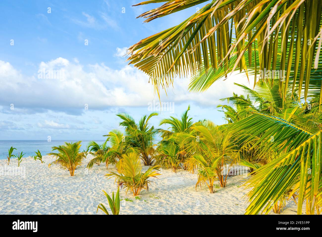 Shoreline of a tropical island in the Maldives and view of the Indian Ocean. Omadhoo (Alif Dhaal ...