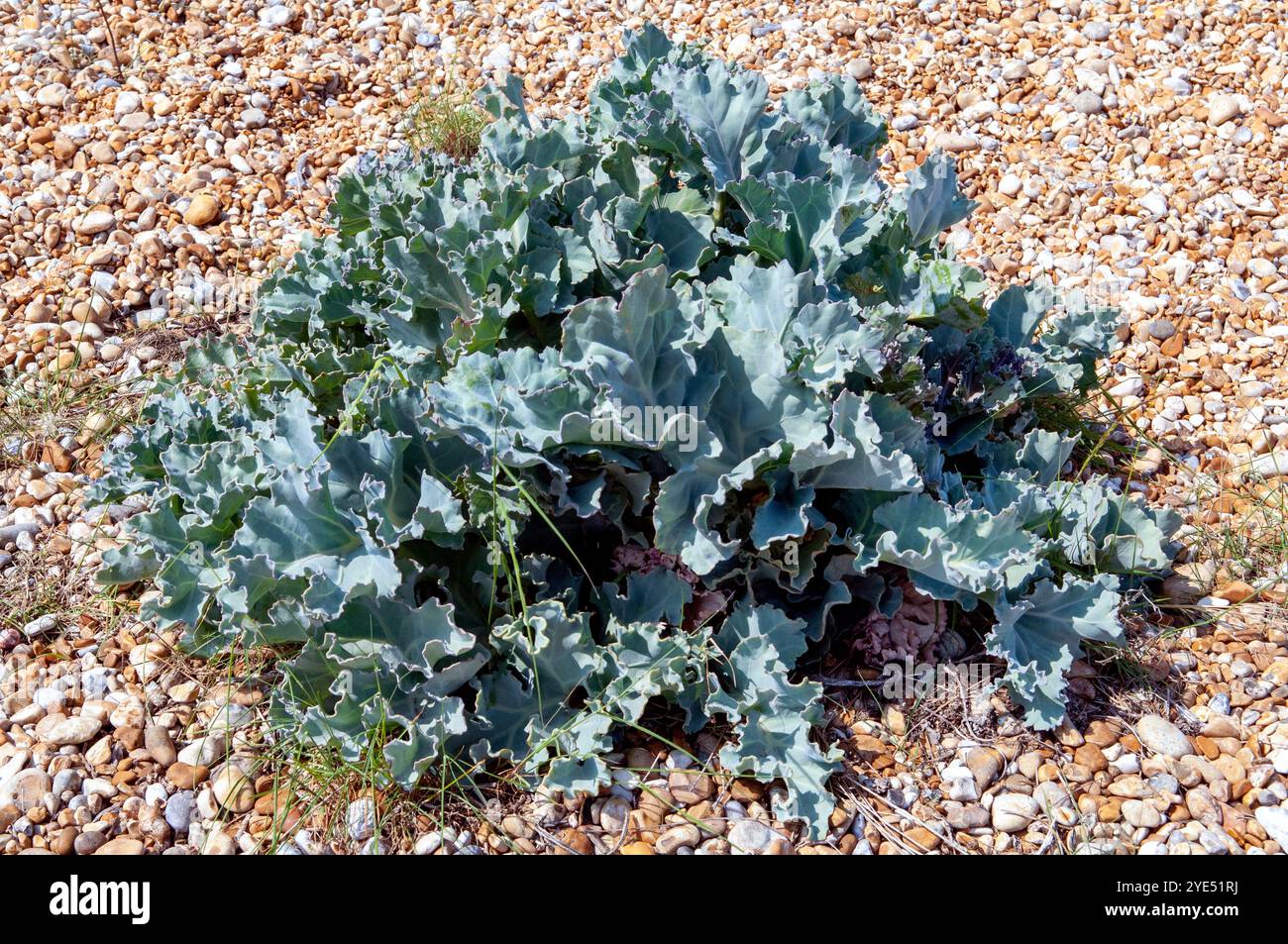 Dungeness beach flower hi-res stock photography and images - Alamy