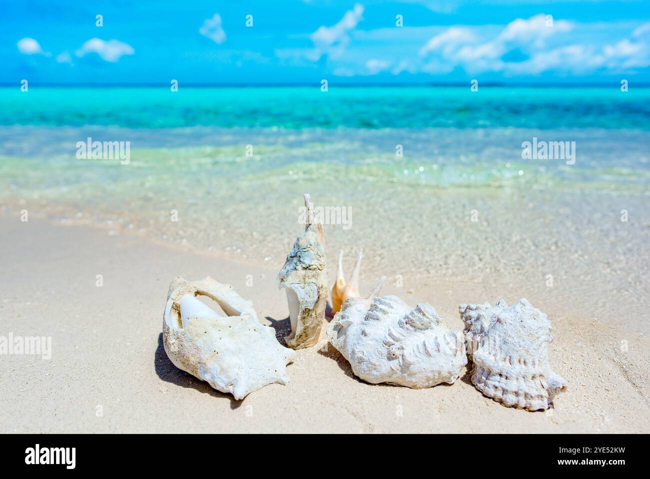 Underwater shells on the sand on the shore of the Indian Ocean ...