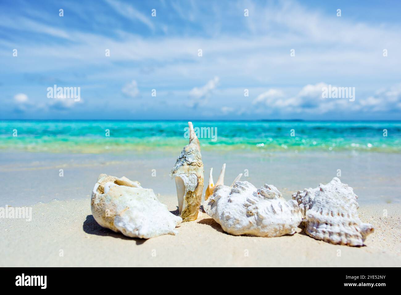 Underwater shells on the sand on the shore of the Indian Ocean ...