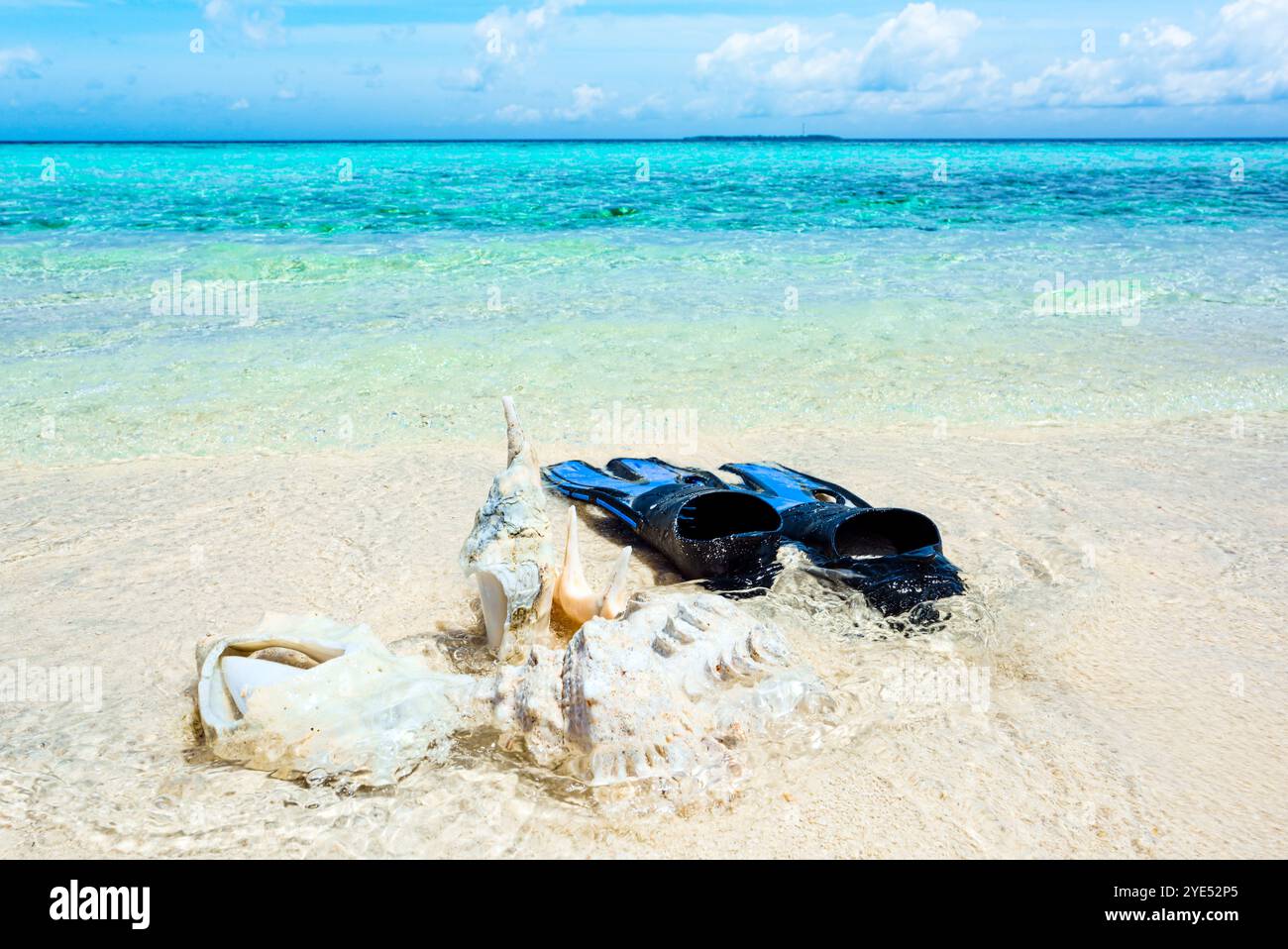 Underwater shells and flippers on the sand on the shore of the Indian ...