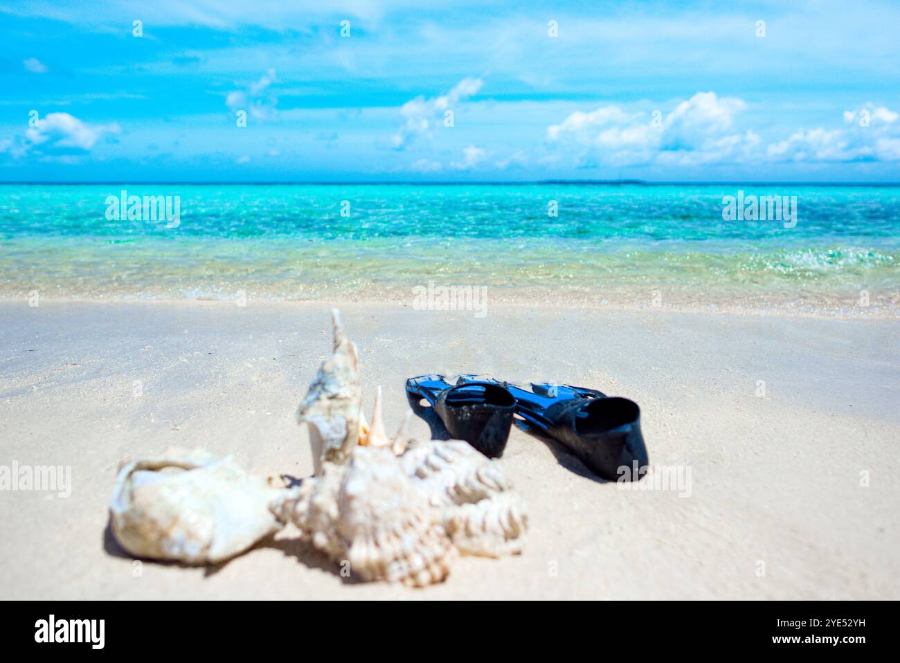 Underwater shells and flippers on the sand on the shore of the Indian ...