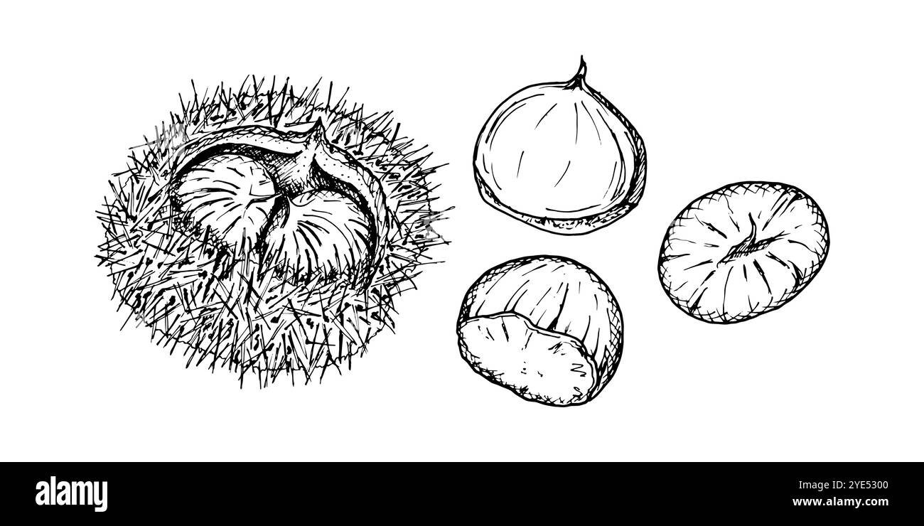 Chestnut spiky shell Stock Vector Images - Alamy
