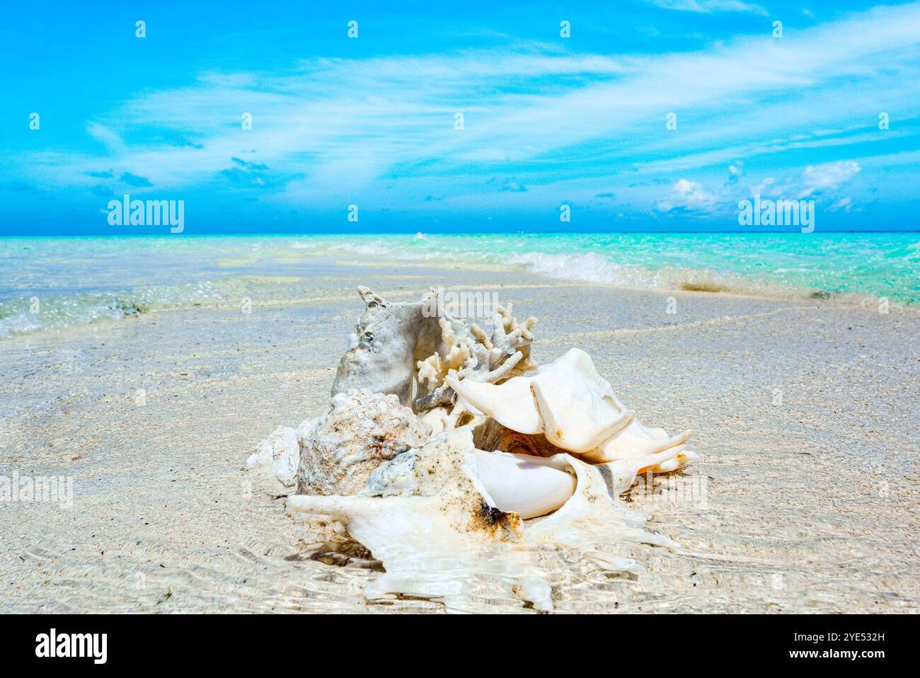 Underwater shells on the sand on the shore of the Indian Ocean ...
