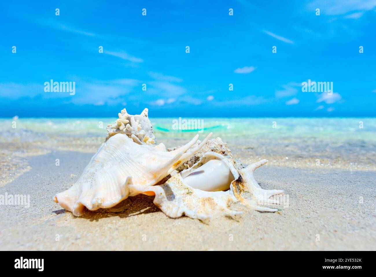 Underwater shells on the sand on the shore of the Indian Ocean ...