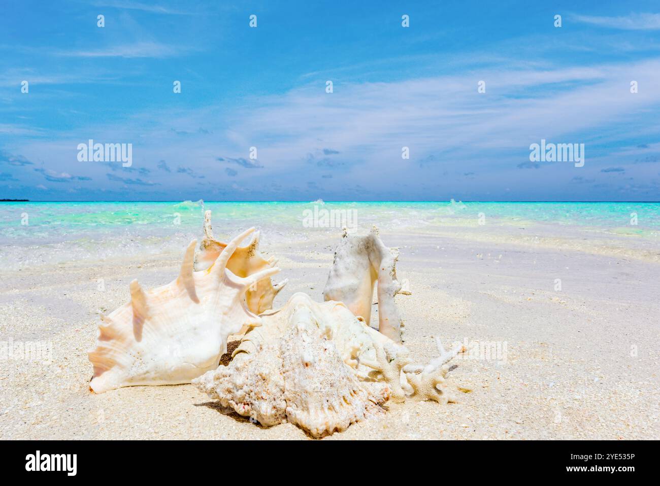 Underwater shells on the sand on the shore of the Indian Ocean ...