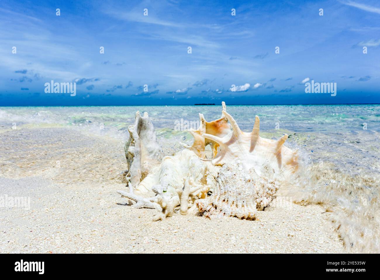 Underwater shells on the sand on the shore of the Indian Ocean ...