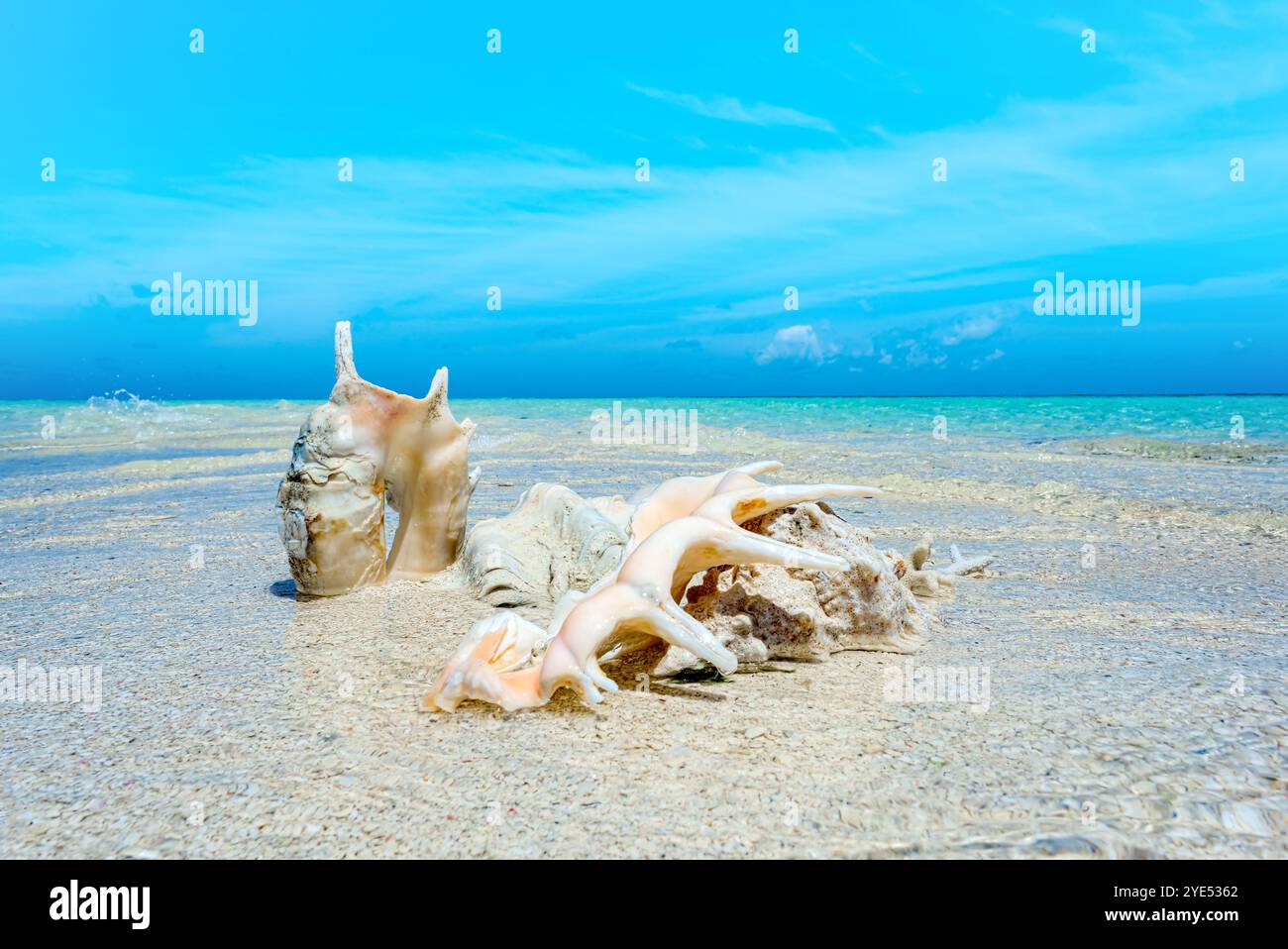 Underwater shells on the sand on the shore of the Indian Ocean ...