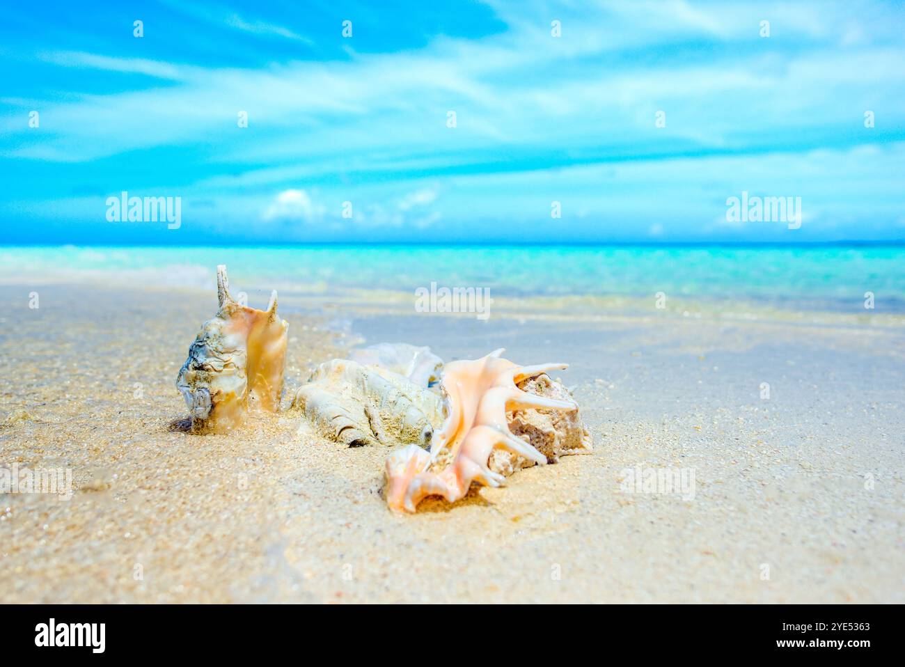 Underwater shells on the sand on the shore of the Indian Ocean ...