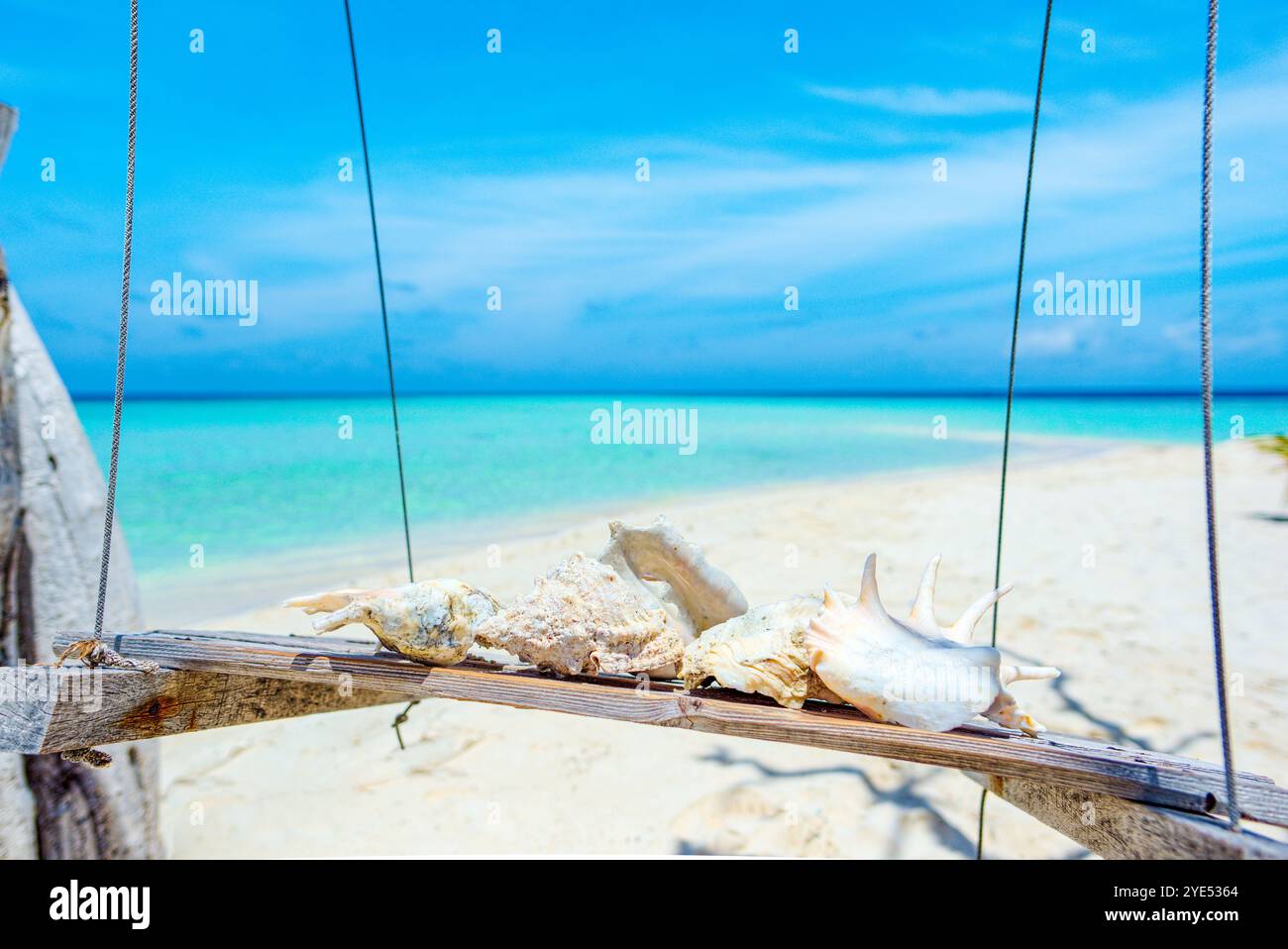 Underwater shells on the sand on the shore of the Indian Ocean ...