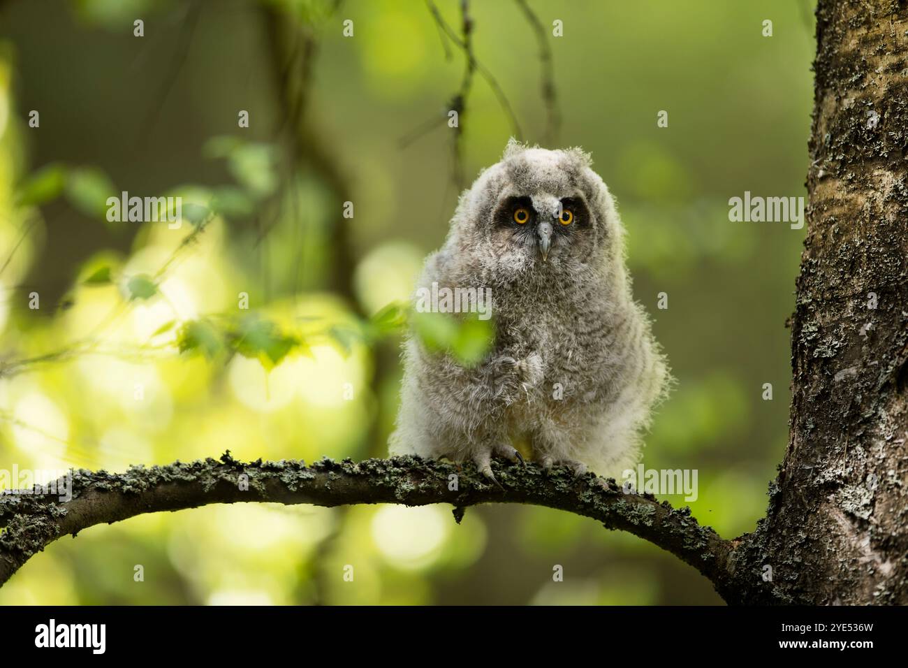 Fluffy long-eared baby owl (asio otus) sitting on the birch tree branch ...