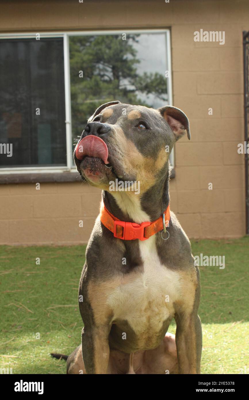 pit bull dog licking his lips Stock Photo - Alamy