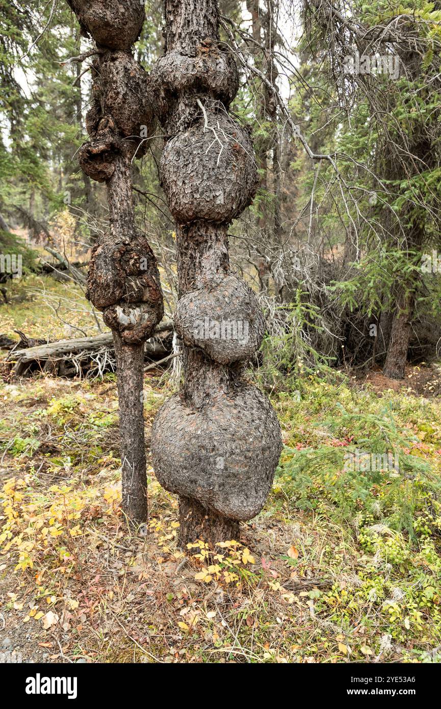Spruce Tree Burls: Alaska Stock Photo - Alamy
