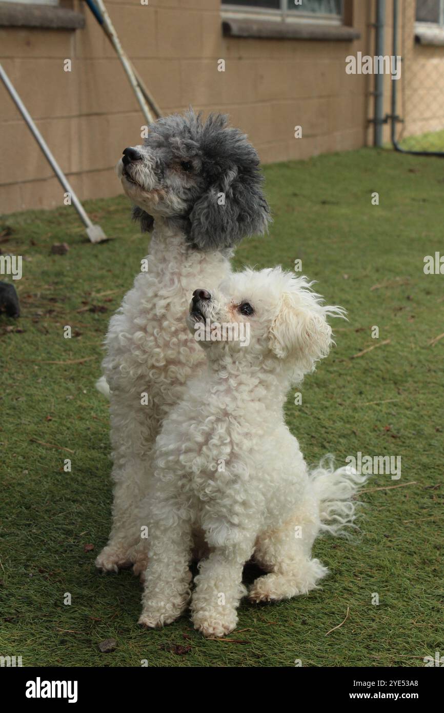 Adorable doodle puppy sitting hi-res stock photography and images - Alamy