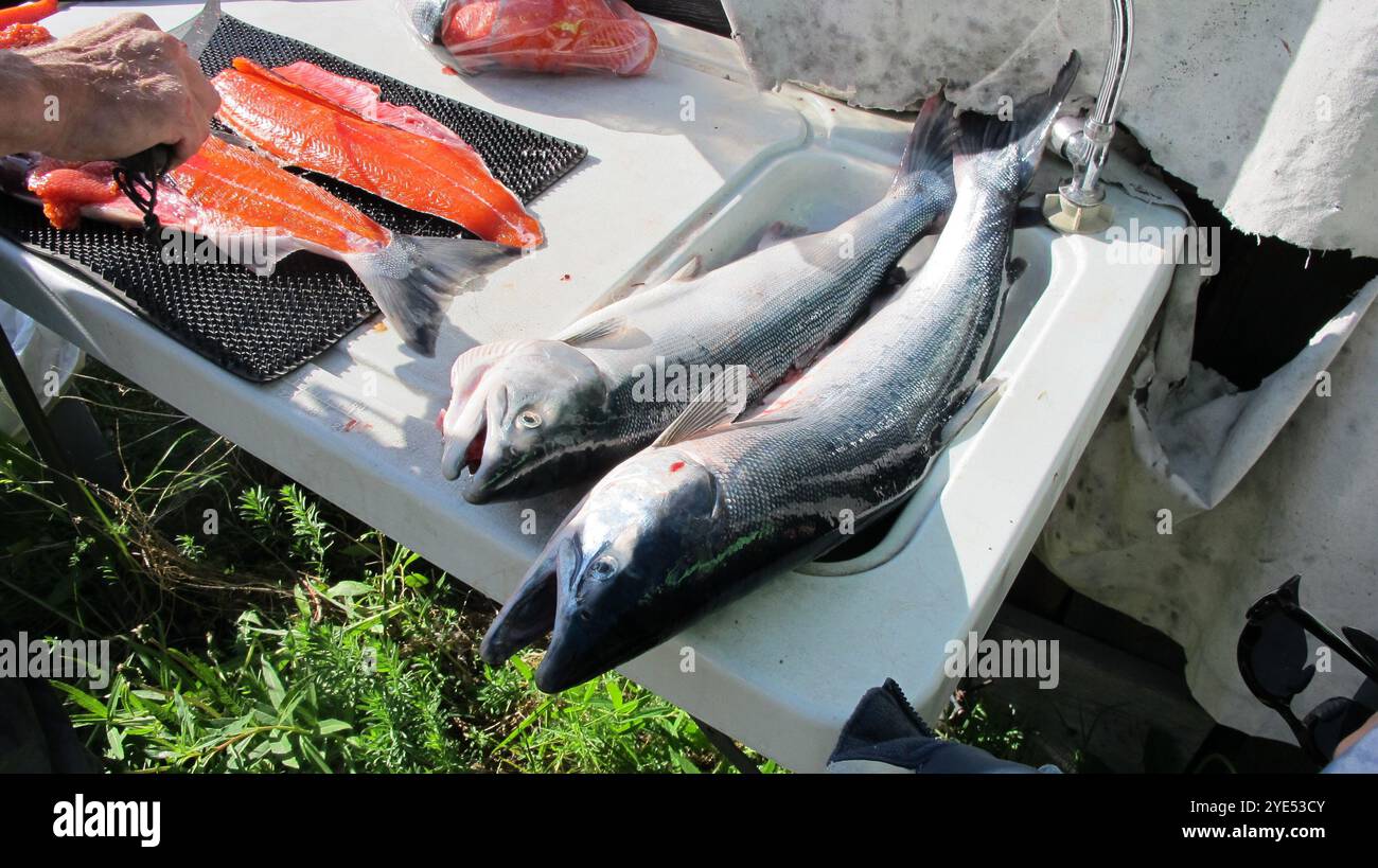 silver salmon on a fish cleaning table Stock Photo - Alamy