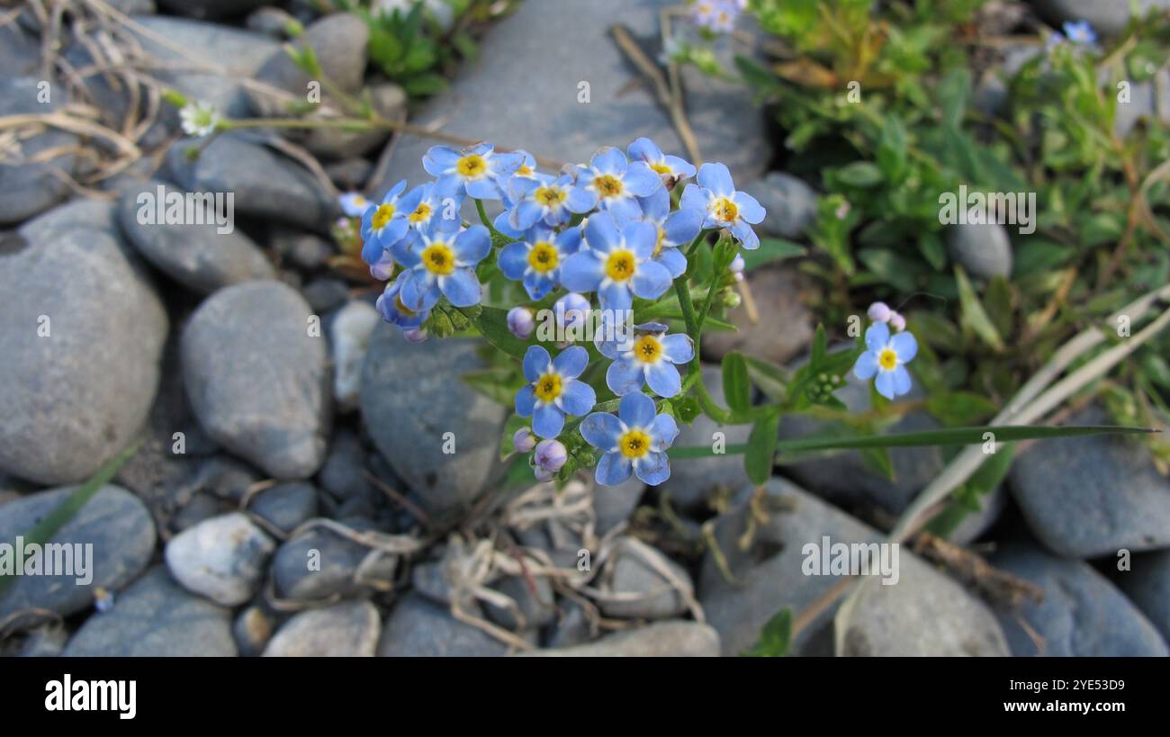 Alaska forget me not hi-res stock photography and images - Alamy