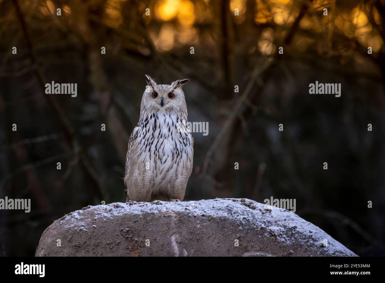 Western siberian eagle owl (Bubo bubo sibiricus) sitting on snowy rock ...