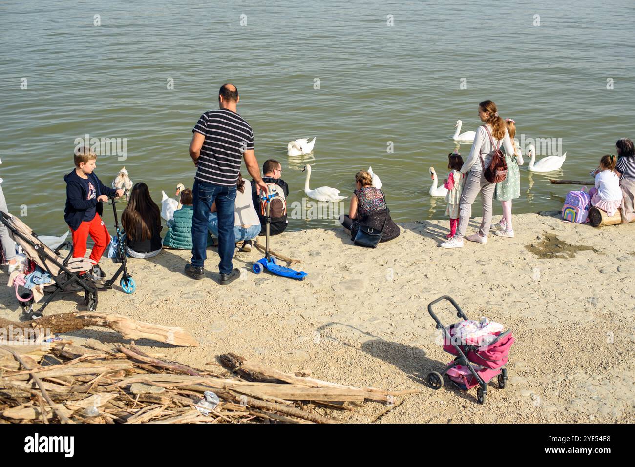 People feeding white swans at Zemun quay on Danube river in Serbian ...