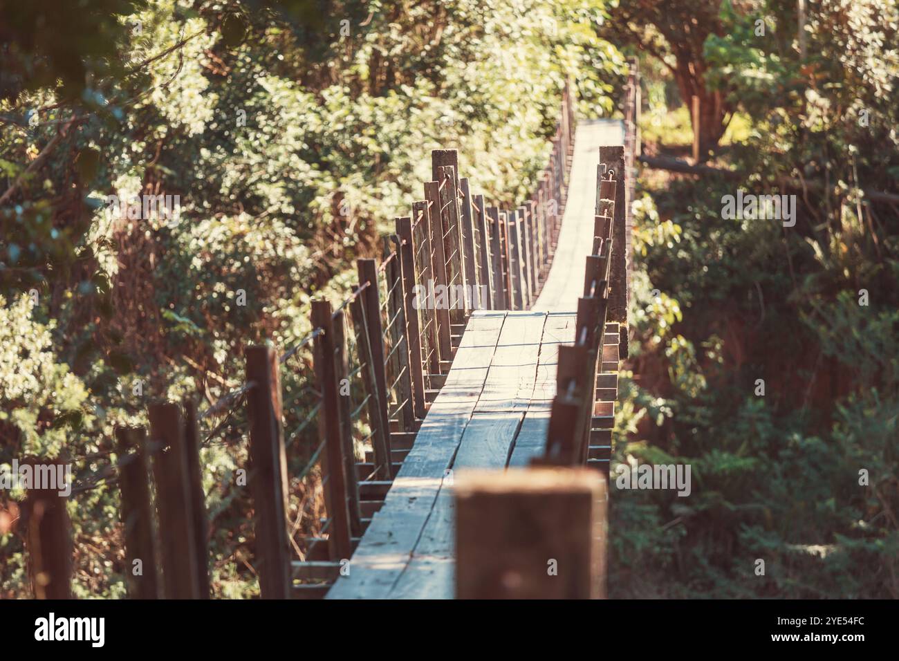 Bridge in tropical forest hi-res stock photography and images - Alamy