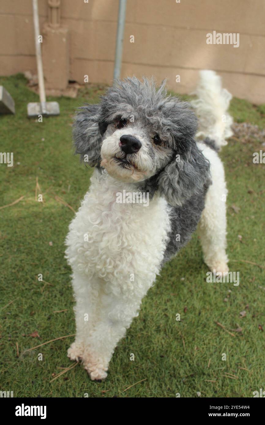 Adorable boy looking pet hi-res stock photography and images - Alamy