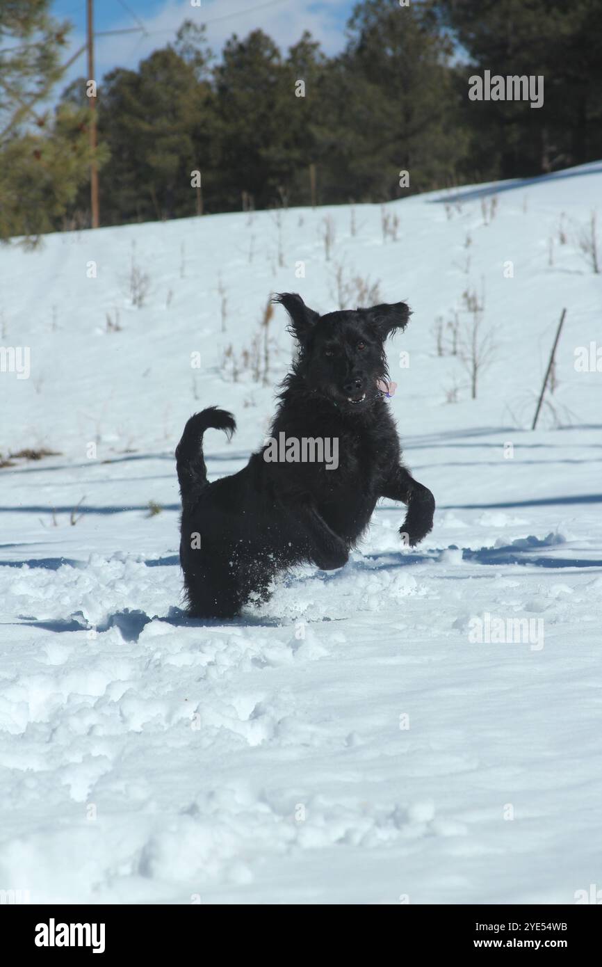 Black labradoodle puppy hi-res stock photography and images - Alamy
