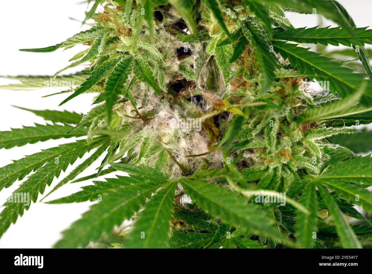 white mold on the cannabis plant isolated on white background, moldy ...