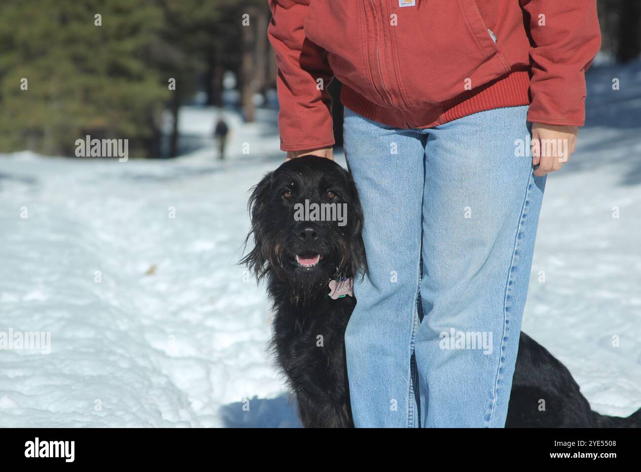 labradoodle by owners side Stock Photo - Alamy