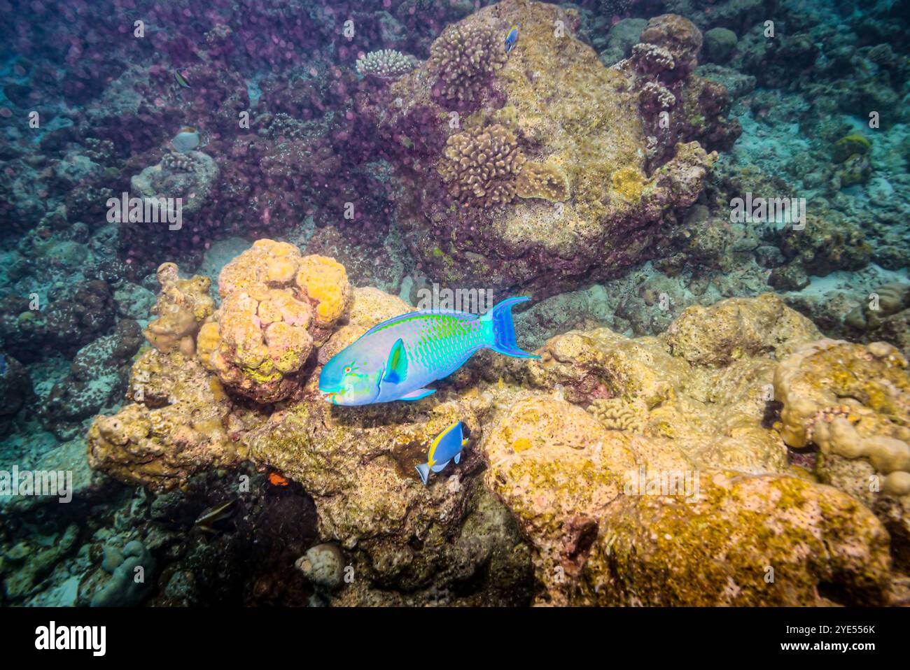 The magnificent underwater world of the Maldives. Omadhoo (Alif Dhaal ...