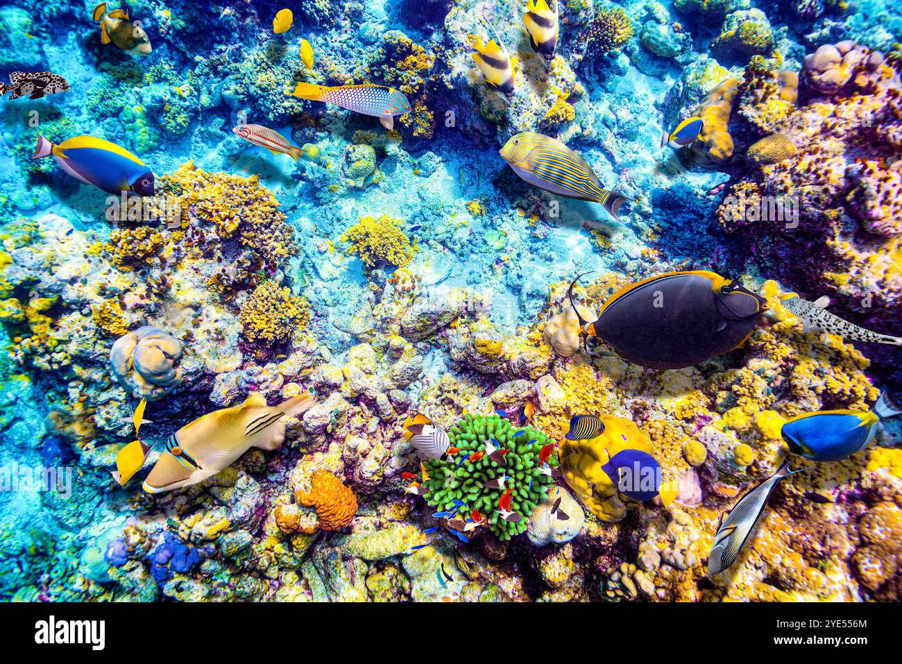 The magnificent underwater world of the Maldives. Omadhoo (Alif Dhaal ...