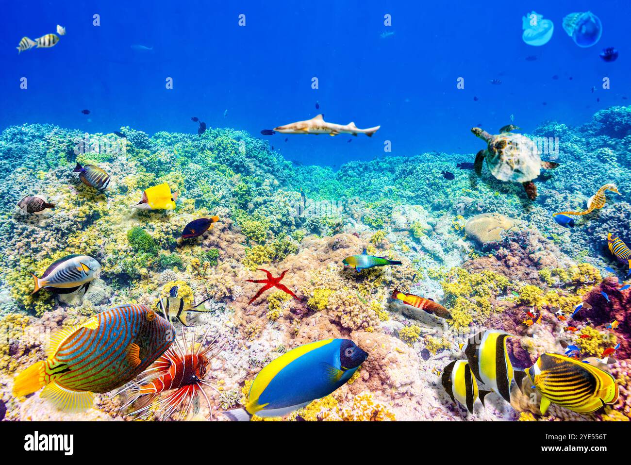 The magnificent underwater world of the Maldives. Omadhoo (Alif Dhaal Atoll Stock Photo - Alamy