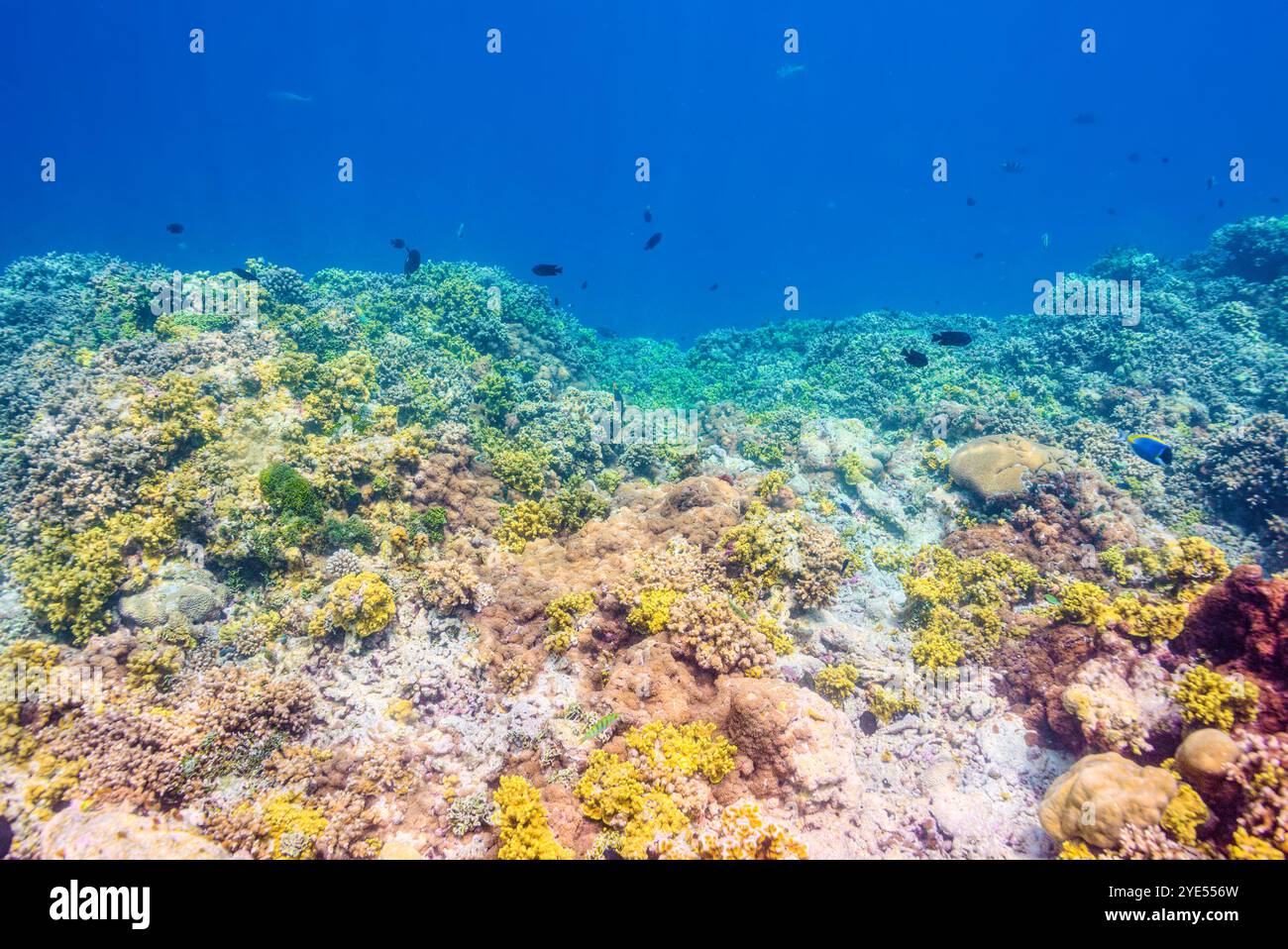 The magnificent underwater world of the Maldives. Omadhoo (Alif Dhaal ...