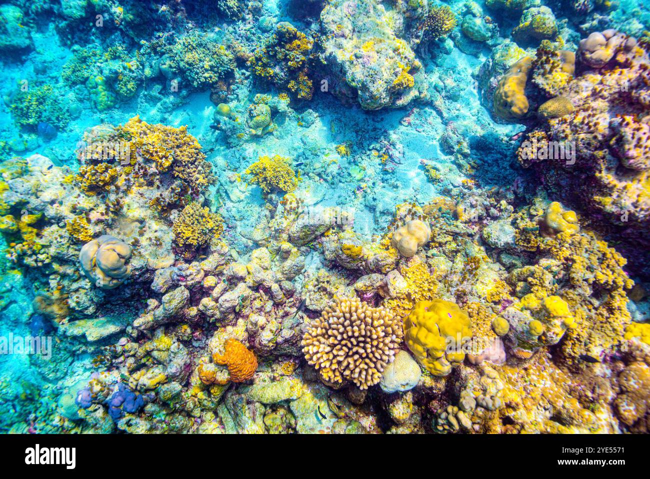 The magnificent underwater world of the Maldives. Omadhoo (Alif Dhaal ...