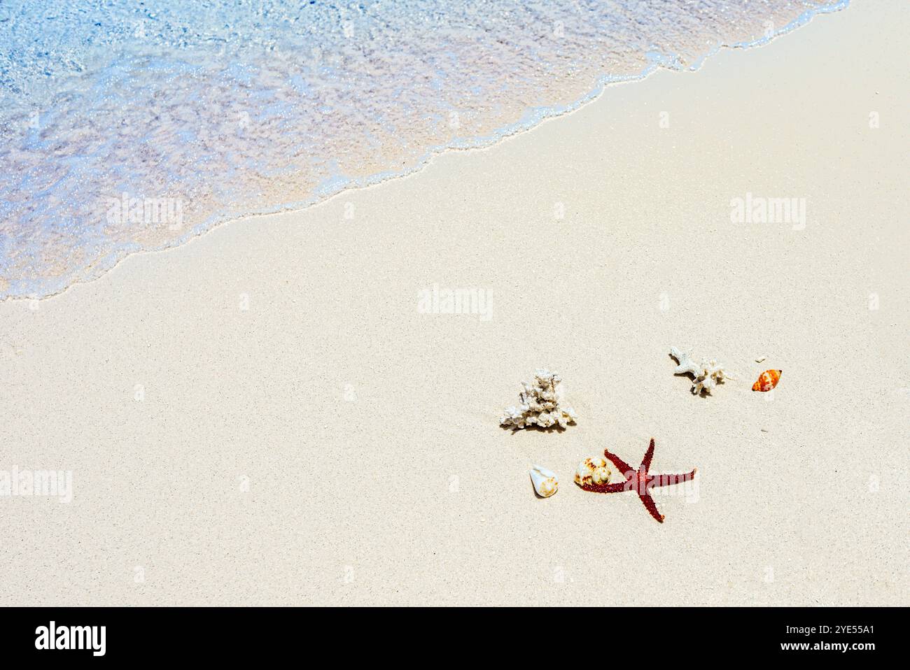 Starfish, shells on the sand on the shore of the Indian Ocean. Maldives ...