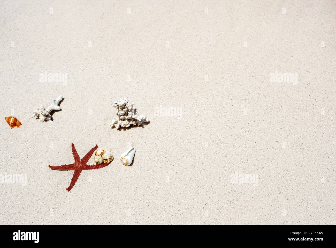 Starfish, shells on the sand on the shore of the Indian Ocean. Maldives ...