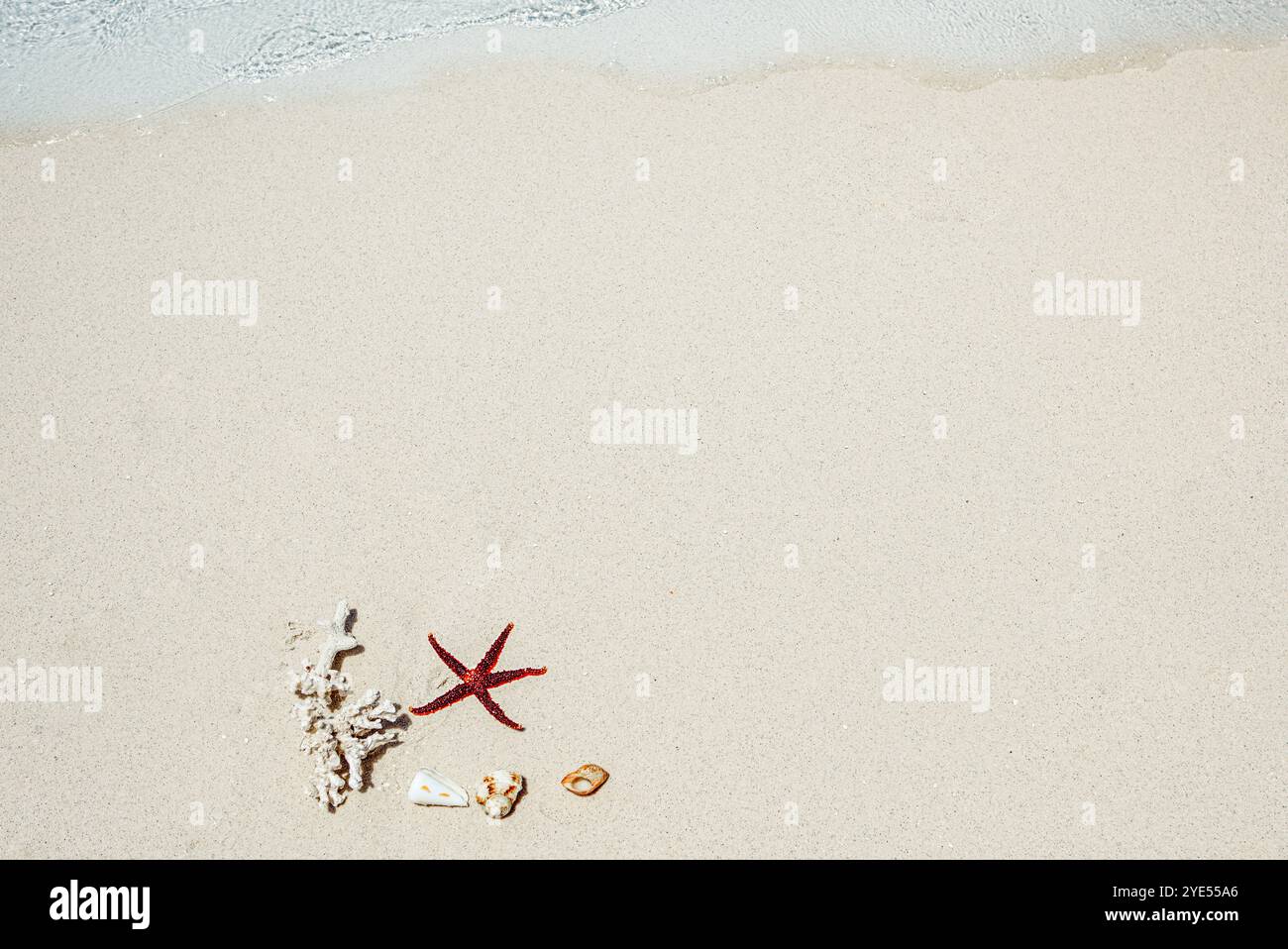 Starfish, shells on the sand on the shore of the Indian Ocean. Maldives ...