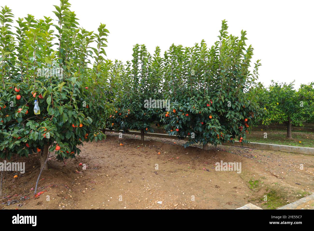 Diospyros Kaki plantation in Chella, Valencia, Spain Stock Photo - Alamy