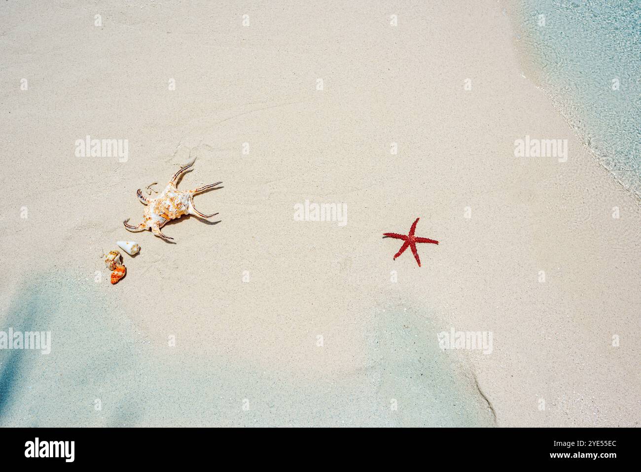 Starfish, shells on the sand on the shore of the Indian Ocean. Maldives ...