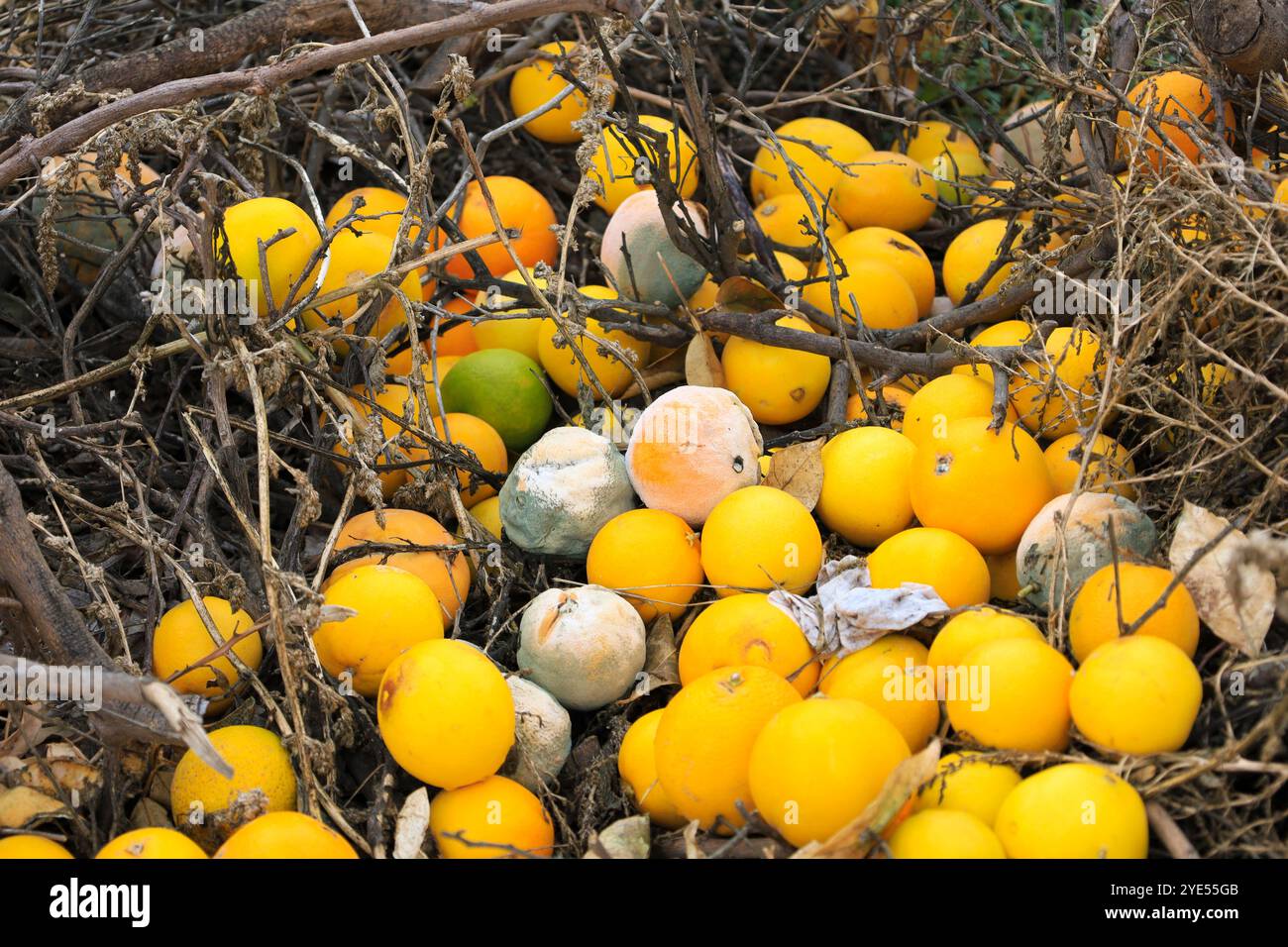 Rotten oranges lying on the ground in the countryside Stock Photo - Alamy
